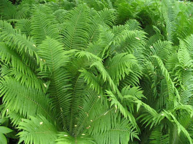 Ferns - Expert Tips for Gardening Success