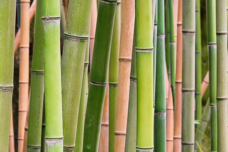 Bamboo - Expert Tips for Gardening Success