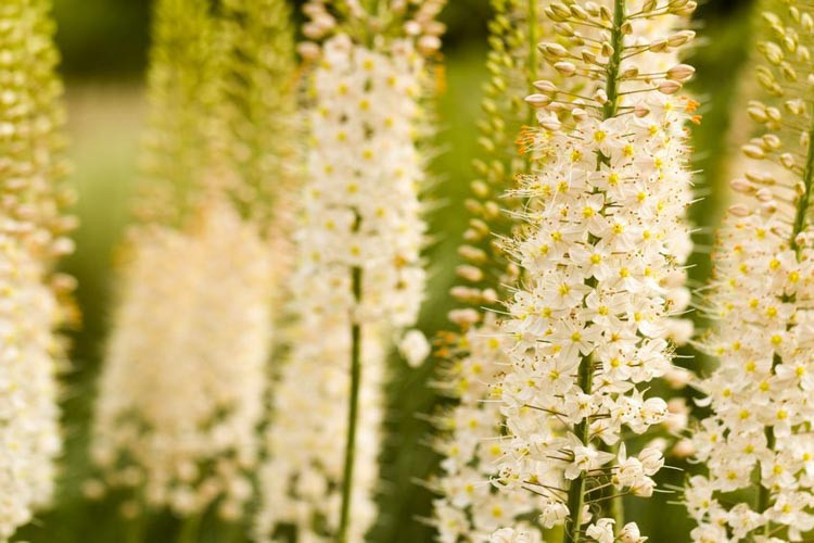 Eremurus / Foxtail Lilies