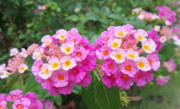 Lantana: Colorful, it brightens up any garden with its vibrant blooms