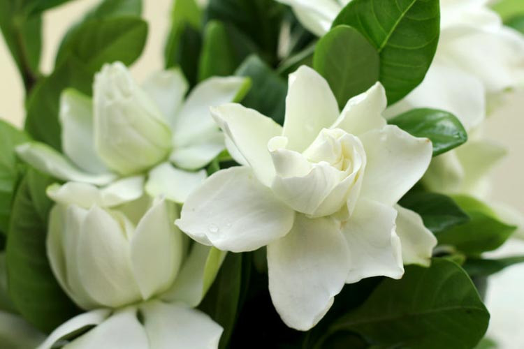 Gardenia