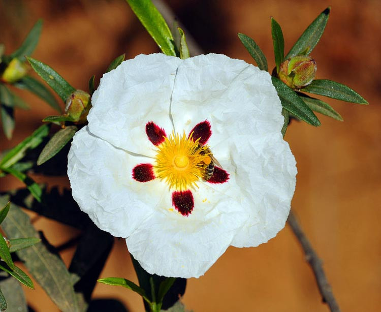Cistus / Rock Roses