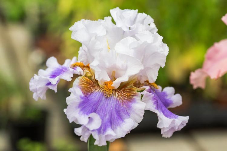 Iris Expert Tips For Gardening Success
