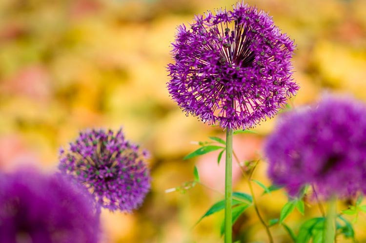 Allium (Onion, Garlic, Chives, Shallot, Scallion, Leek)