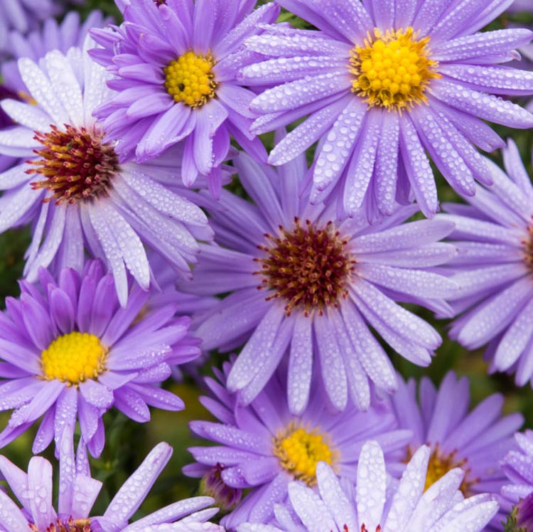Aster - Expert Tips for Gardening Success