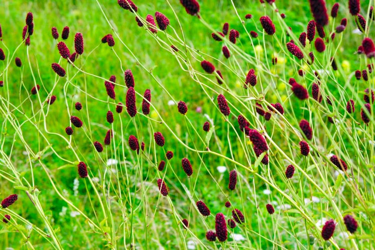 Sanguisorba / Burnets