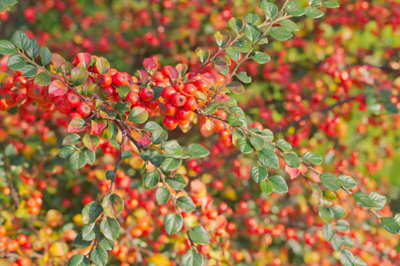 Pyracantha - Firethorns