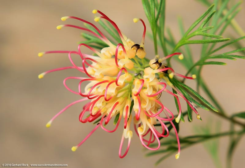 Grevillea