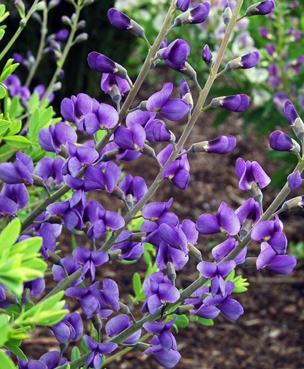 Baptisia Archives - Gardenia