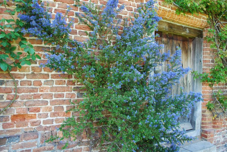 Ceanothus Archives - Gardenia