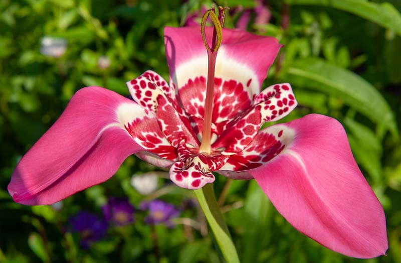 Tigridia Archives - Gardenia