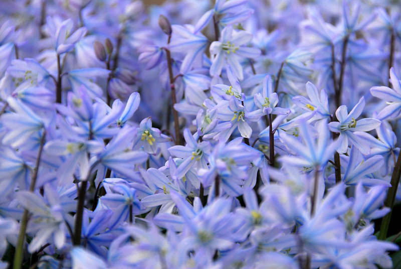 Scilla Archives - Gardenia