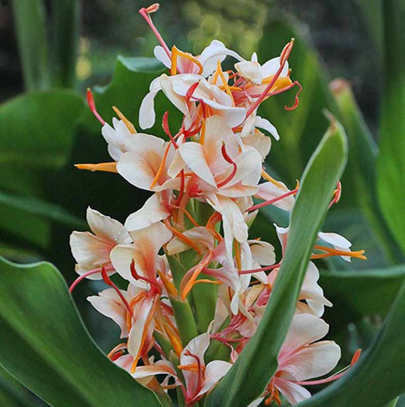 Hedychium Archives - Gardenia
