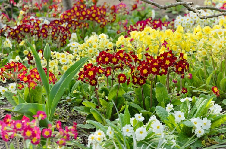 Primrose (Primula) - Expert Tips for Gardening Success