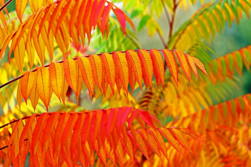 Rhus Archives - Gardenia