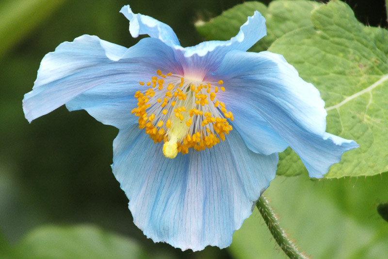 Meconopsis - Himalayan Poppy